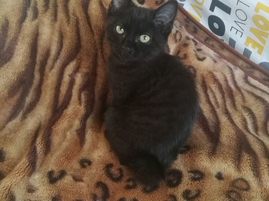 Курильский бобтейл