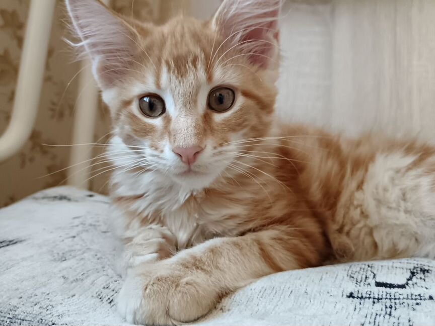 Кошечка породы мэйн-кун