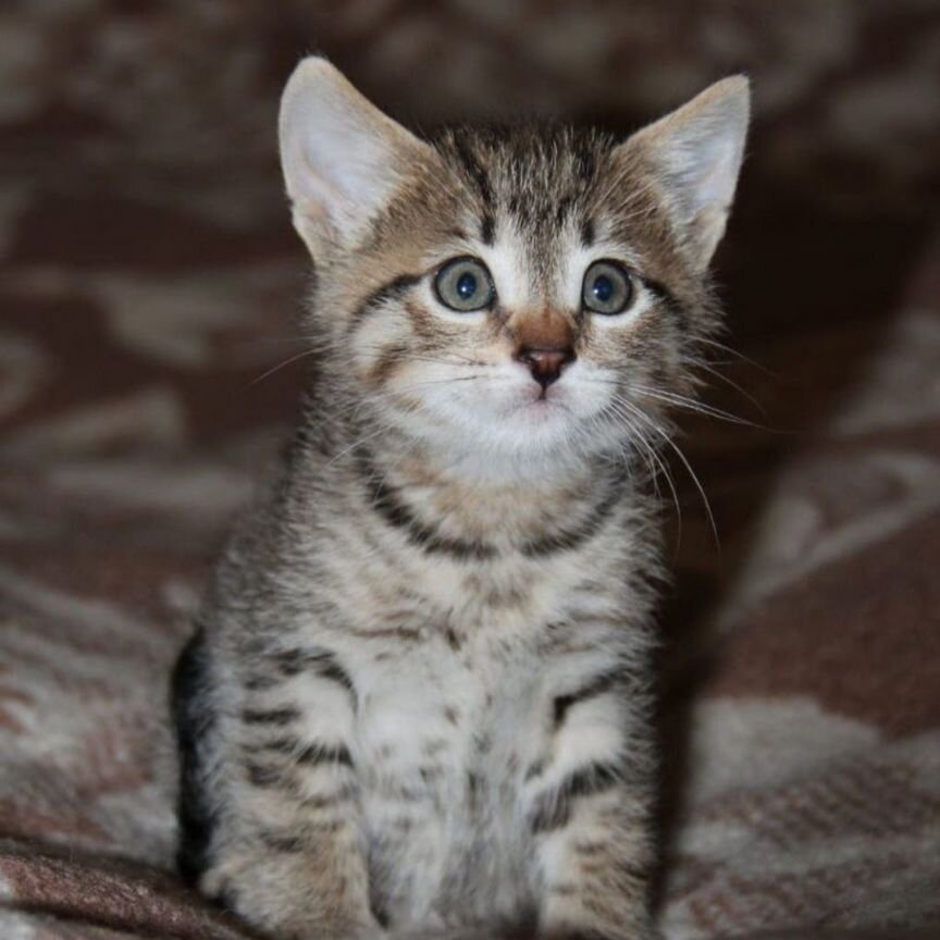 Котенок мальчик 1,5 мес