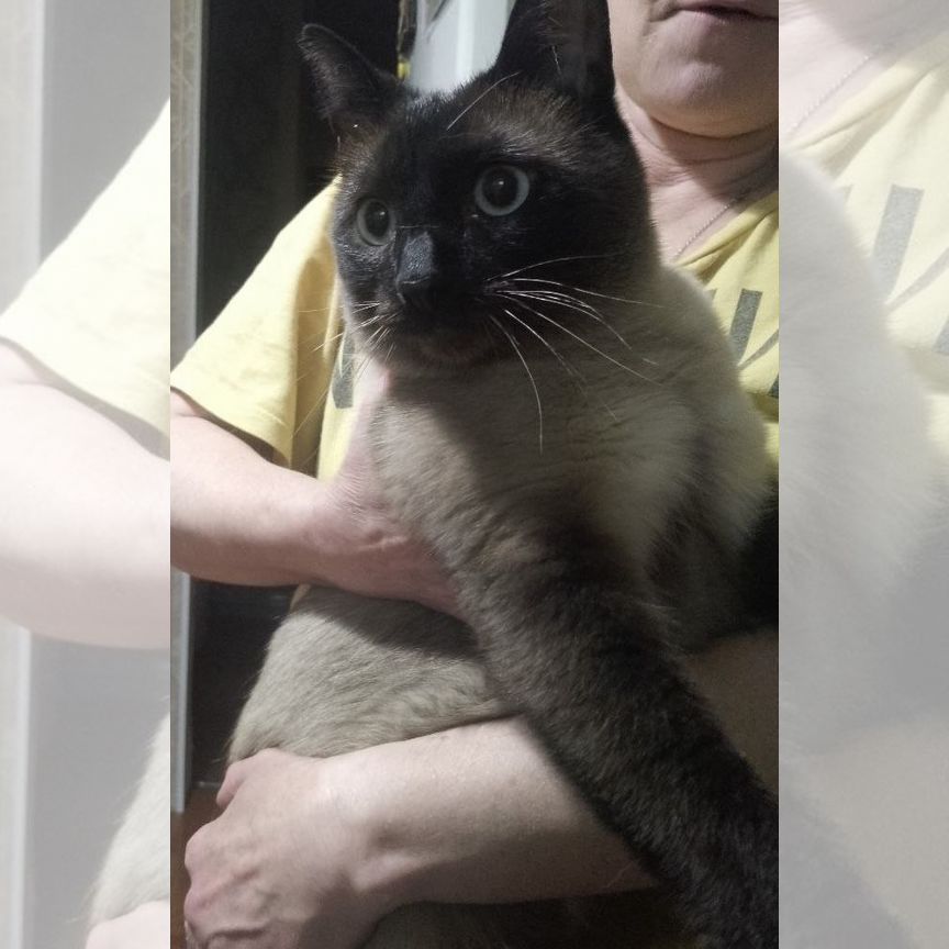 Сиамский, взрослый кот