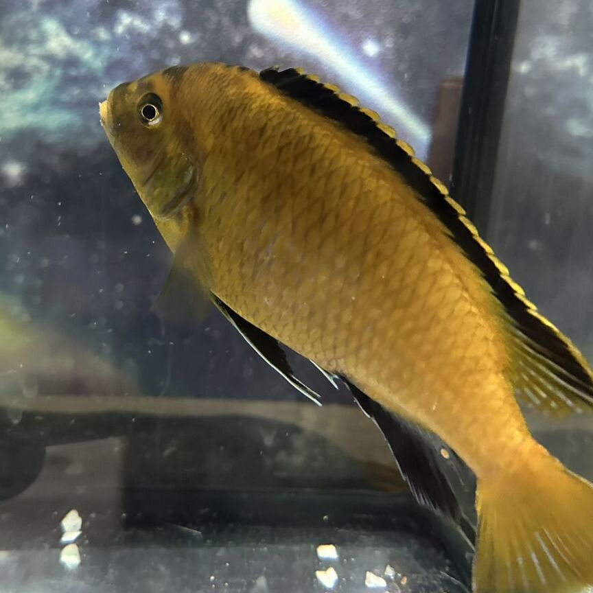 Цихлиды елоу