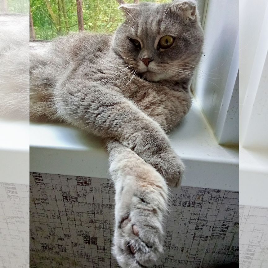 Шотландская вислоухая длинношёрстная, взрослая кошка
