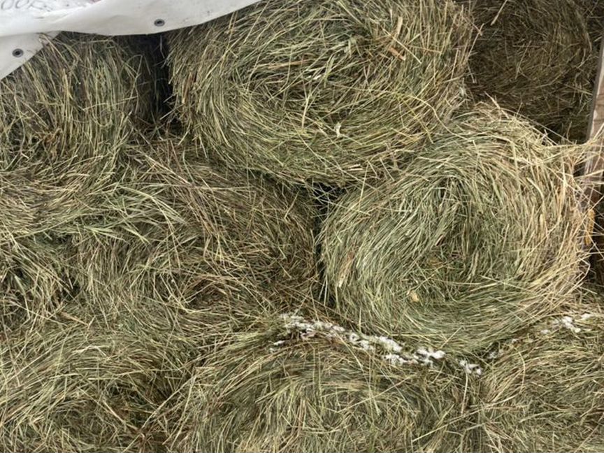 Сено урожай 2023