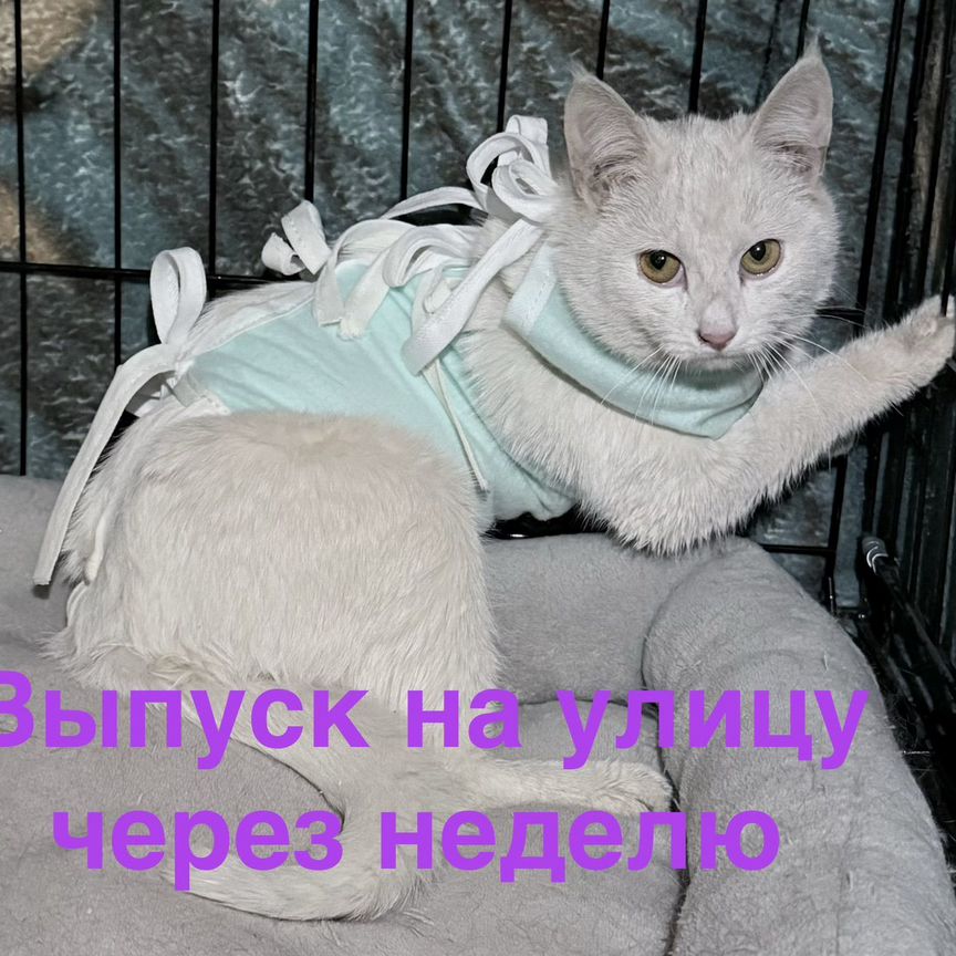 Котёнок в добрые руки