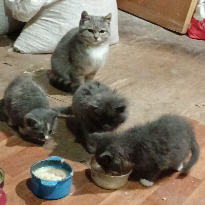 Котята отдам в добрые руки бесплатно