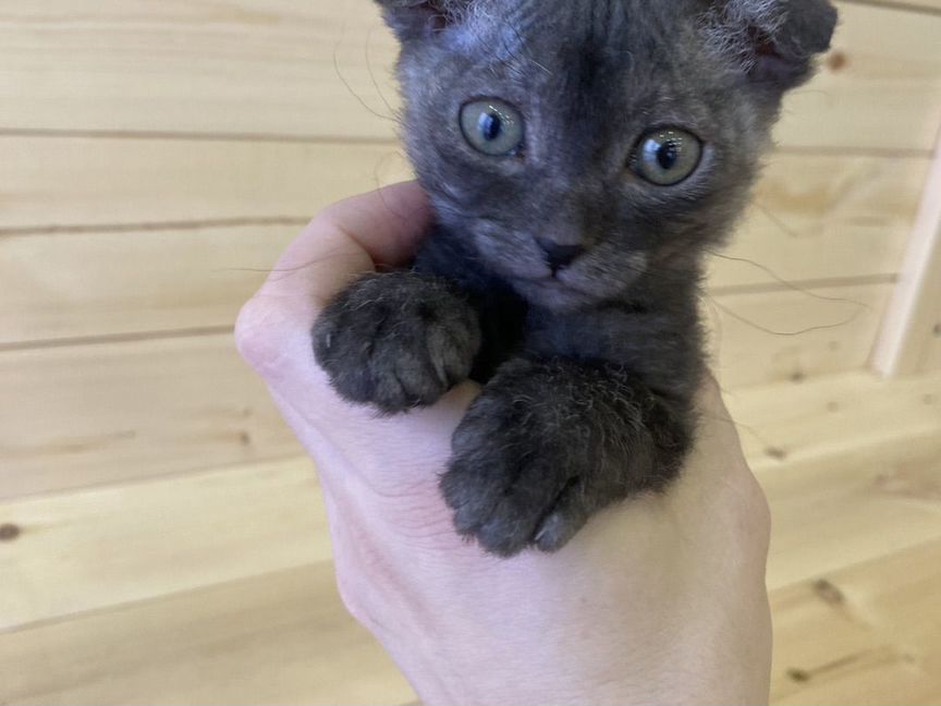 Вислоухий котенок девочка