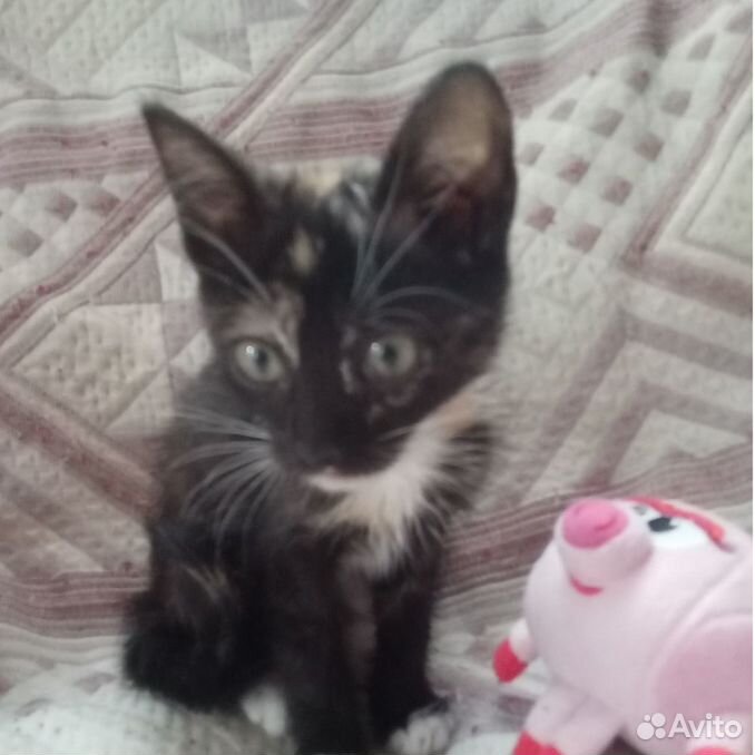 Трехцветный котенок девочка