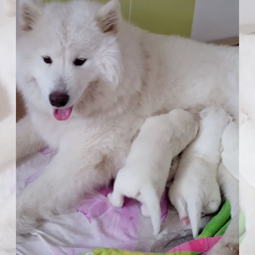 Самоедская собака, щенок