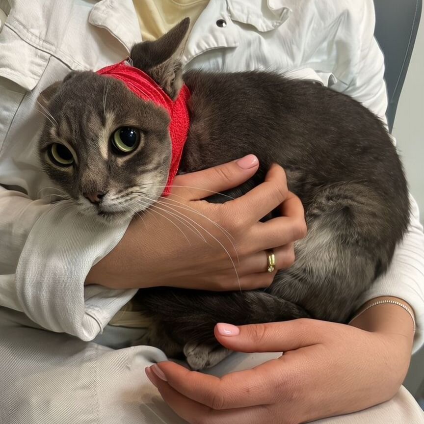 Взрослый кот в добрые руки