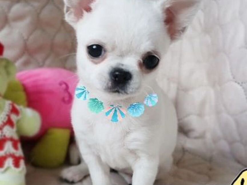 Чихуахуа мини белая девочка