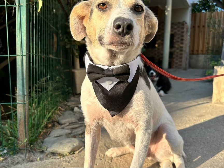 Собачка в добрые руки (девочка)