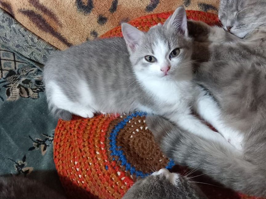 Иргивый котенок