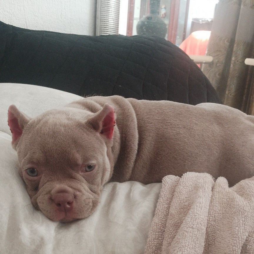 Американский булли крутой щенок