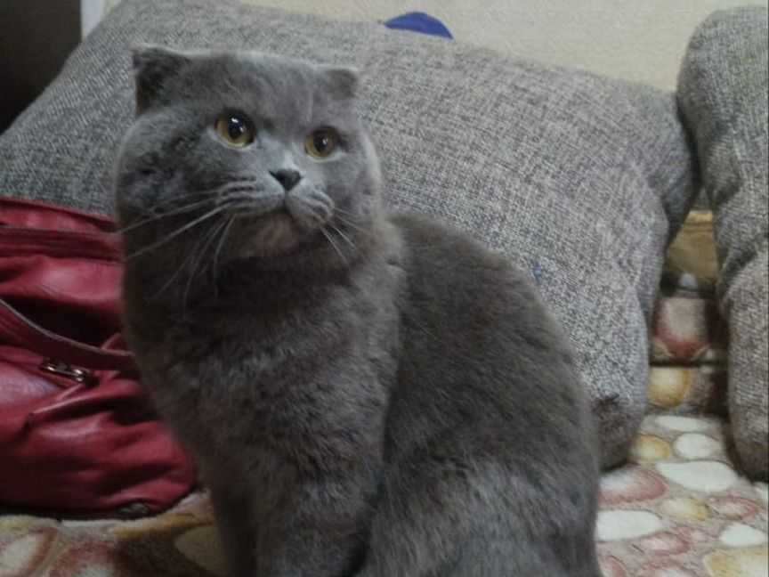 Британская кошка