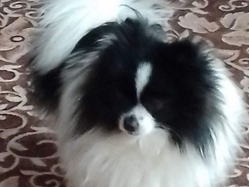 Малый немецкий шпиц