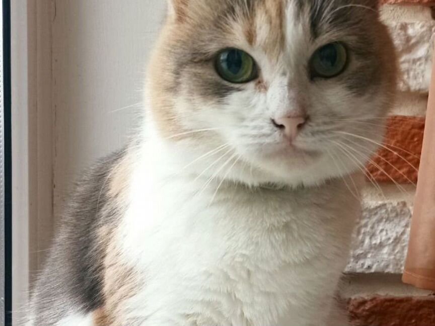 Зеленоглазая Сима