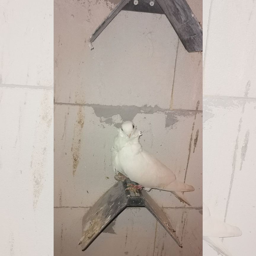 Голуби