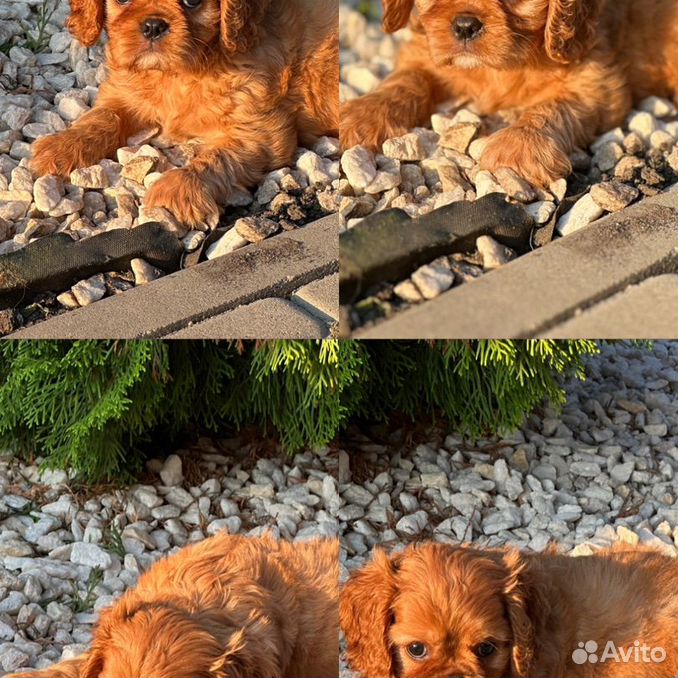 Кавалер кинг чарльз спаниель рубиновый мальчик