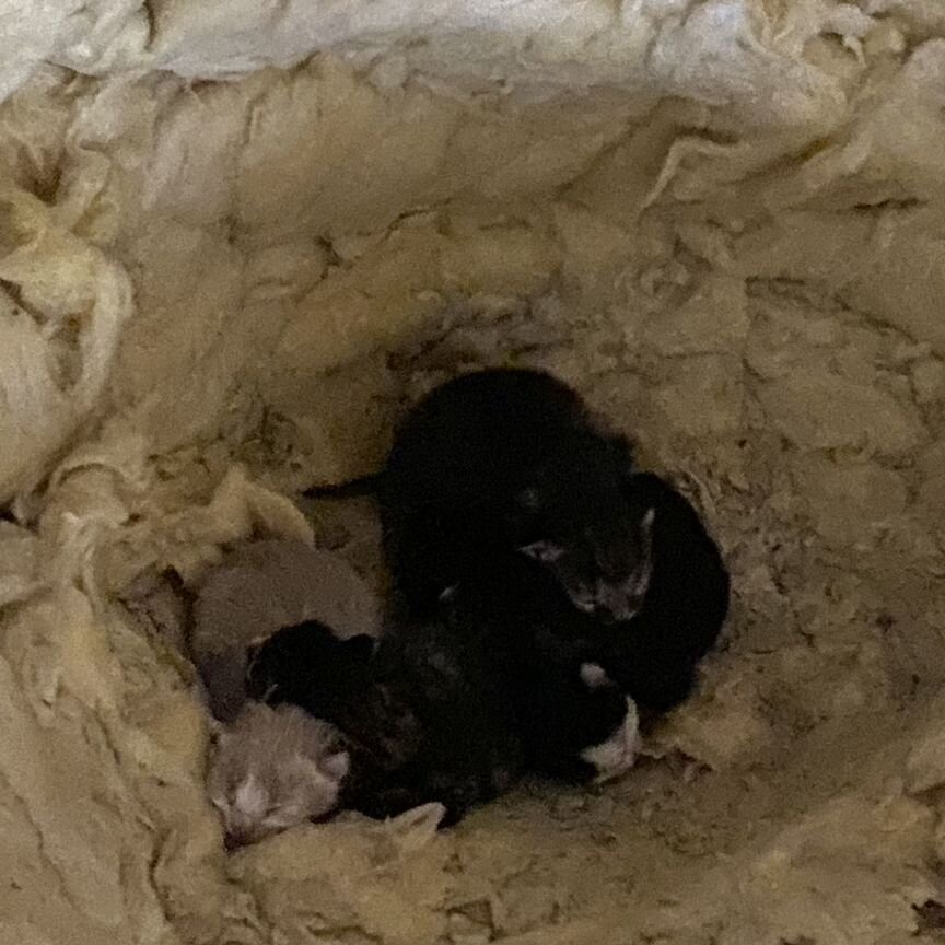 Котята в добрые руки бесплатно