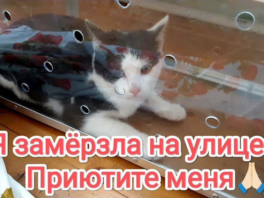 Венера-очередная брошенка на дачах