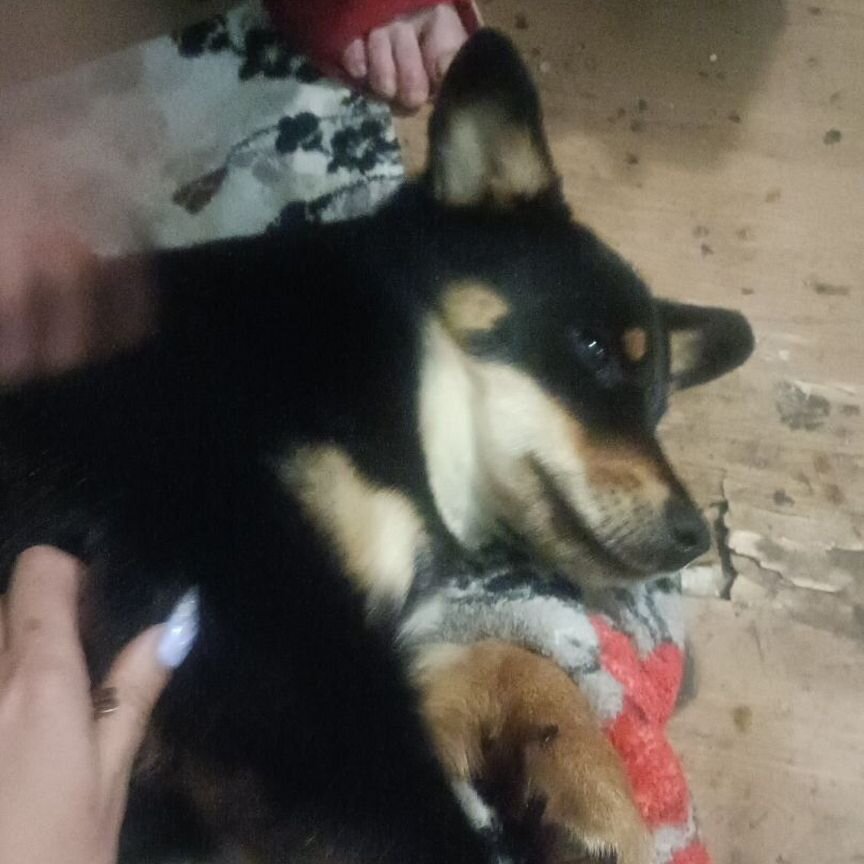 Щенок бесплатно