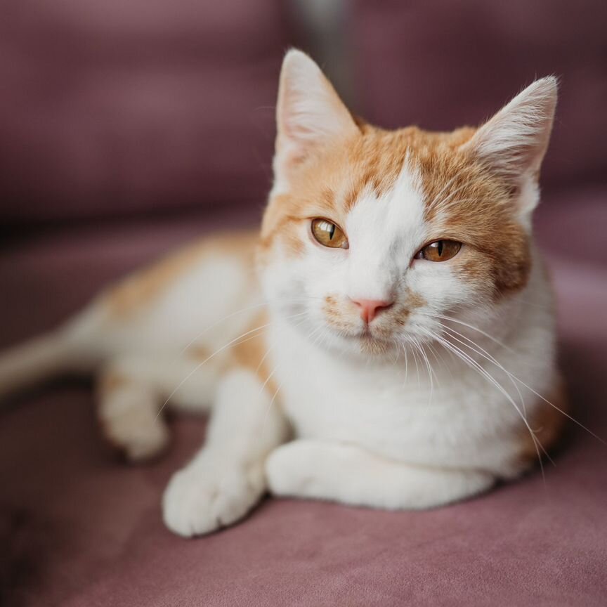 Котик в добрые руки