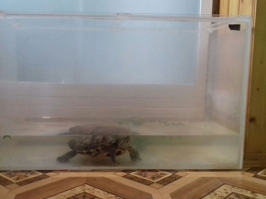 Продаю красноухую черепашку вместе с аквариумом