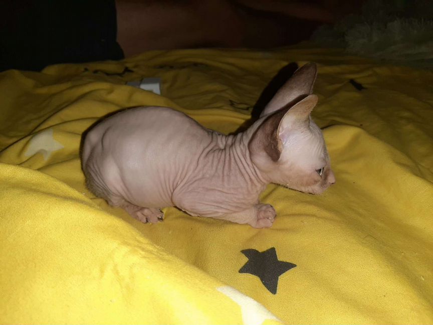 Донской сфинкс котята