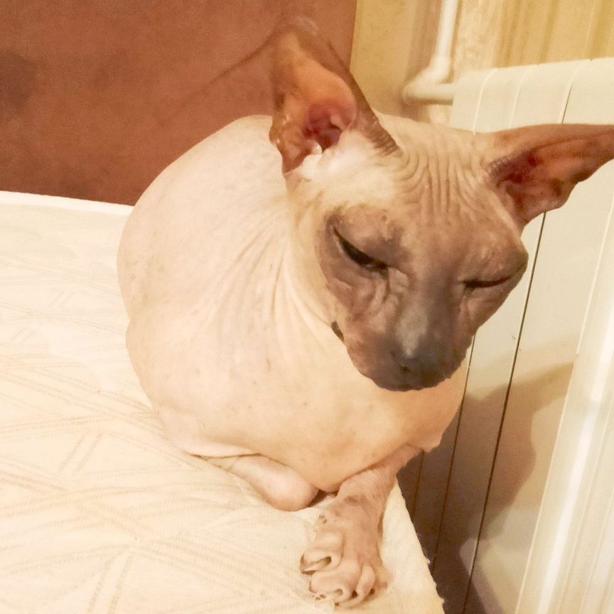 Котята сфинкс бесплатно