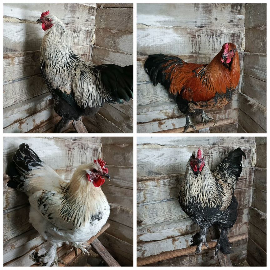 Продам петухов 5,5 месяцев