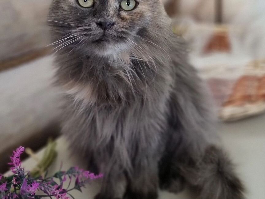 Шотландская пушистая вислоухая кошка