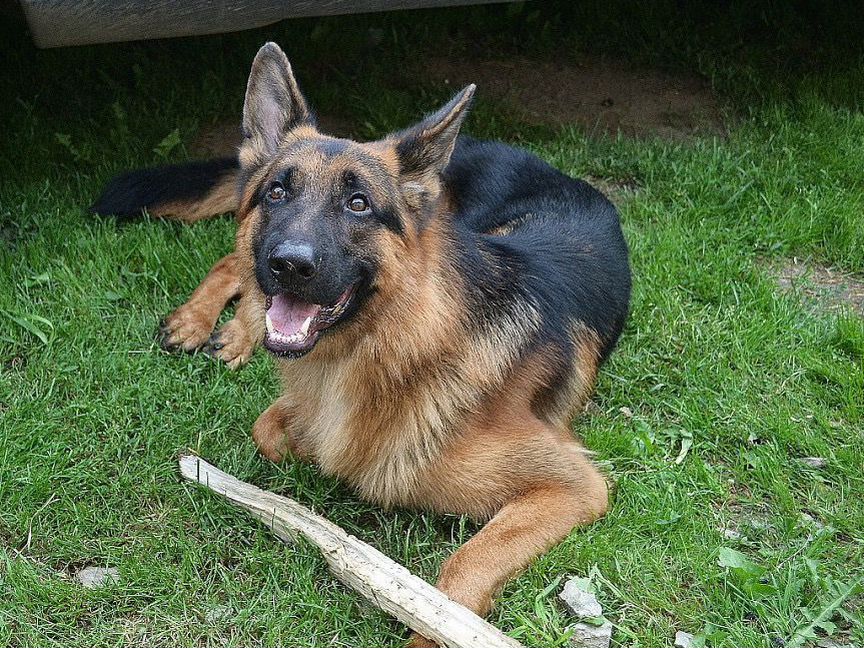 Немецкая овчарка