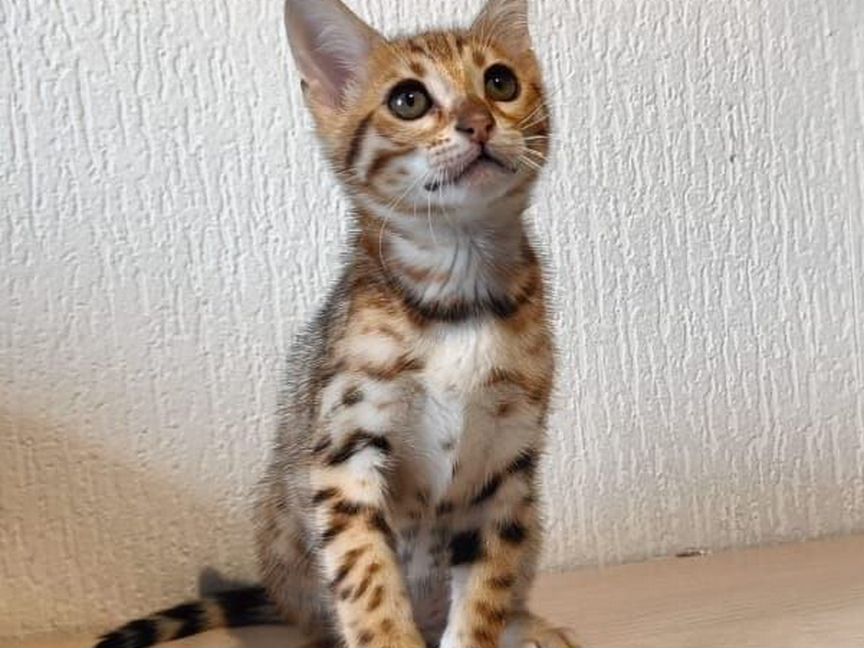 Бенгальские котята с документами