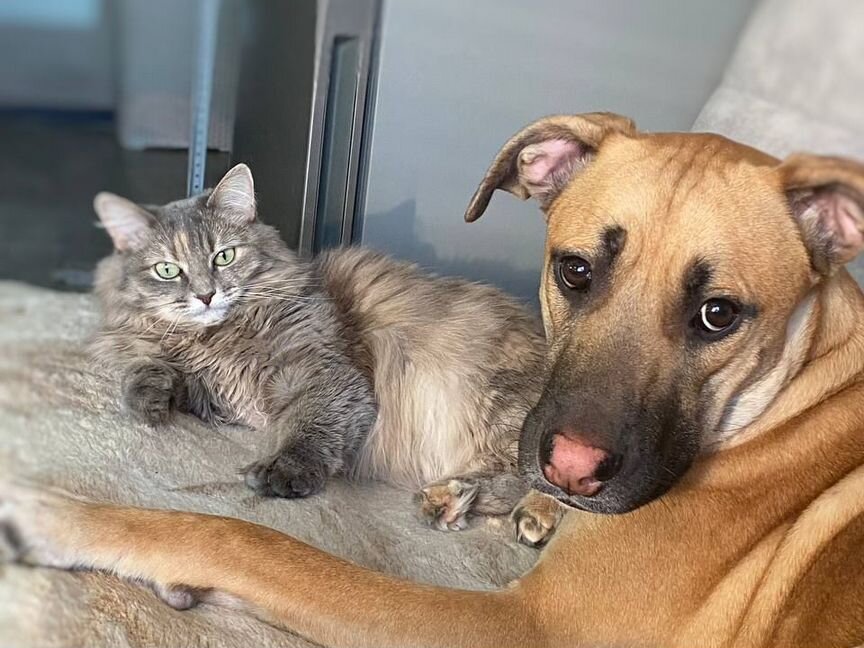 Собака в добрые руки