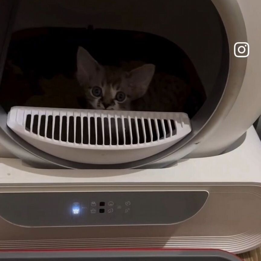 Автоматический лоток для кошек