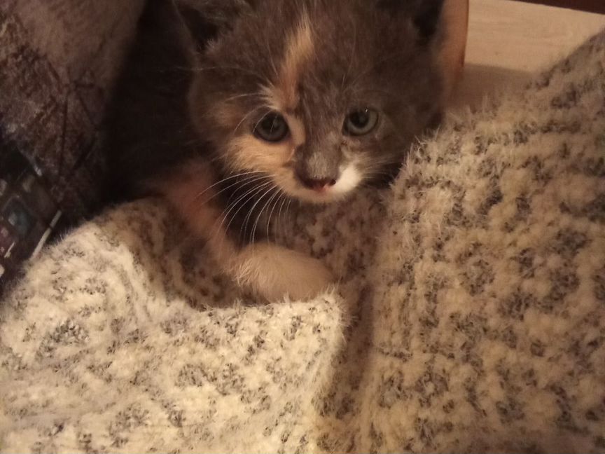 Кошка британец 1,5 месяца