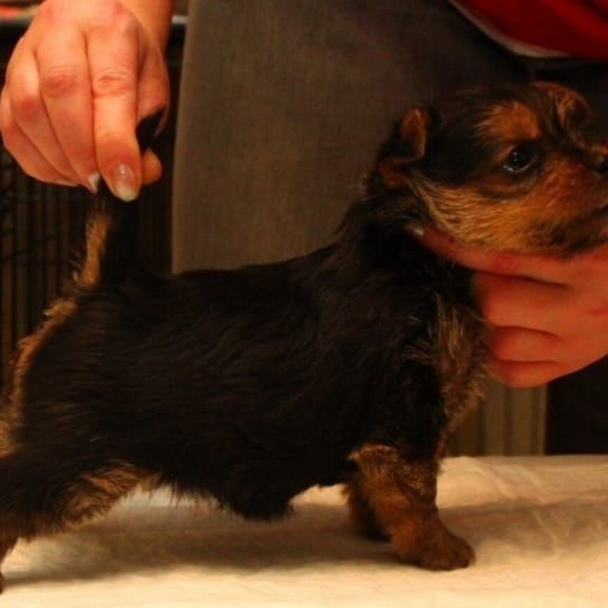 Норвичи мальчики