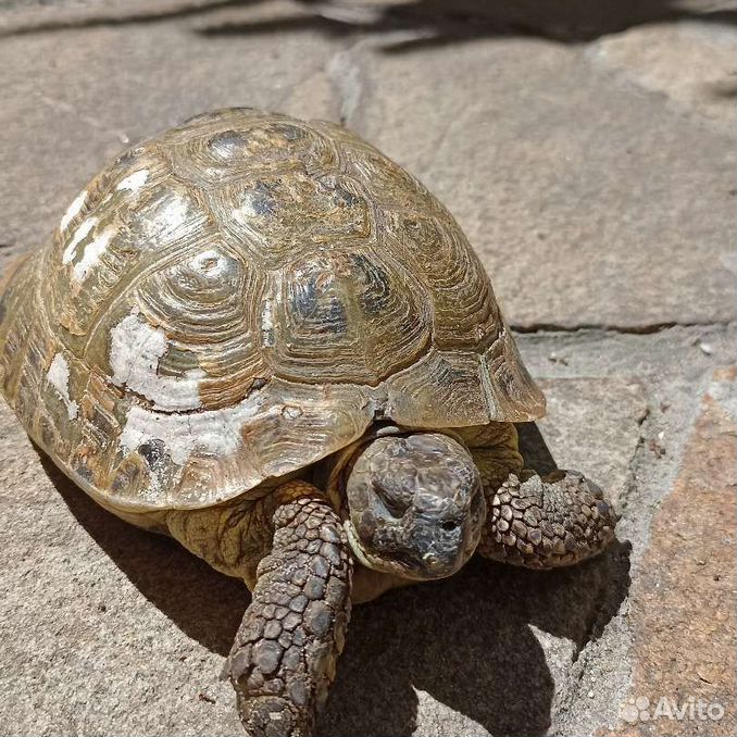 Черепаха сухопутная взрослая мальчик