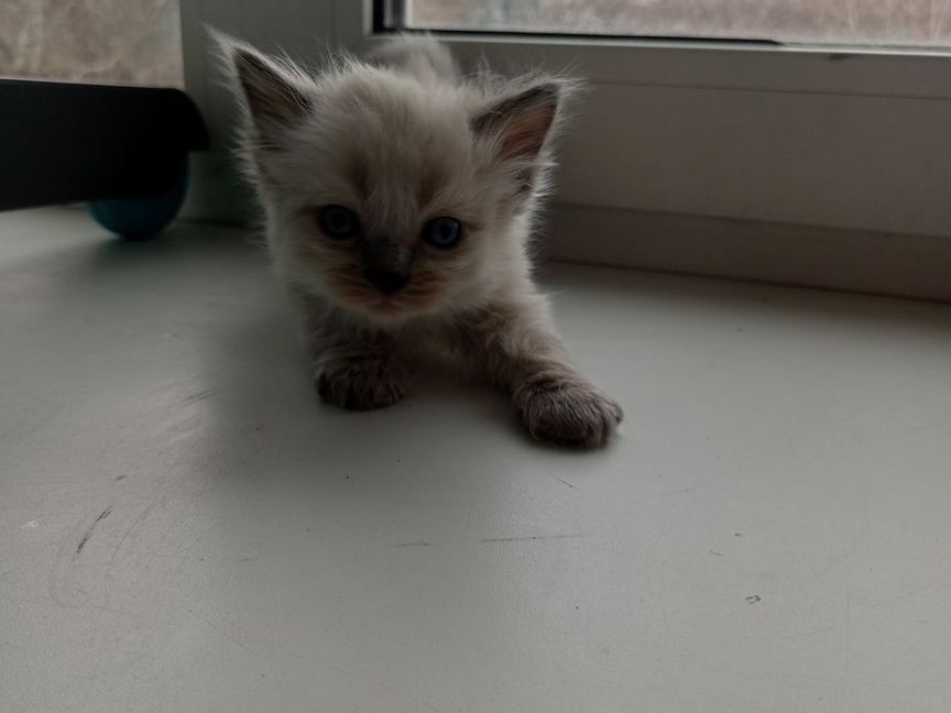 Сиамские котята