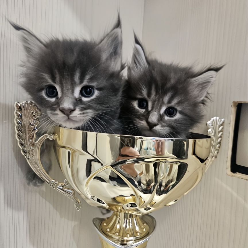 Мейн-кун котёнок