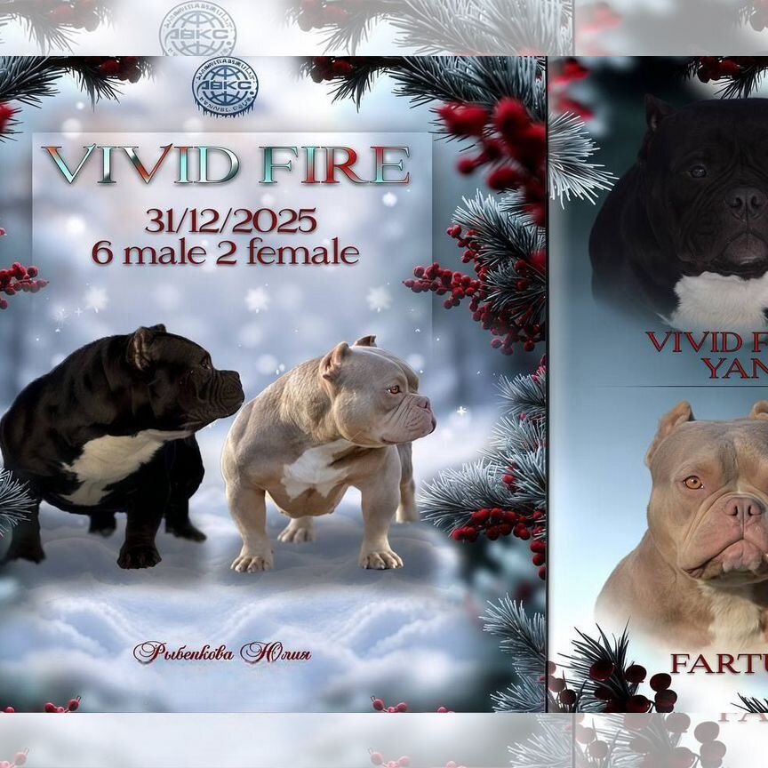 Американский булли, щенок