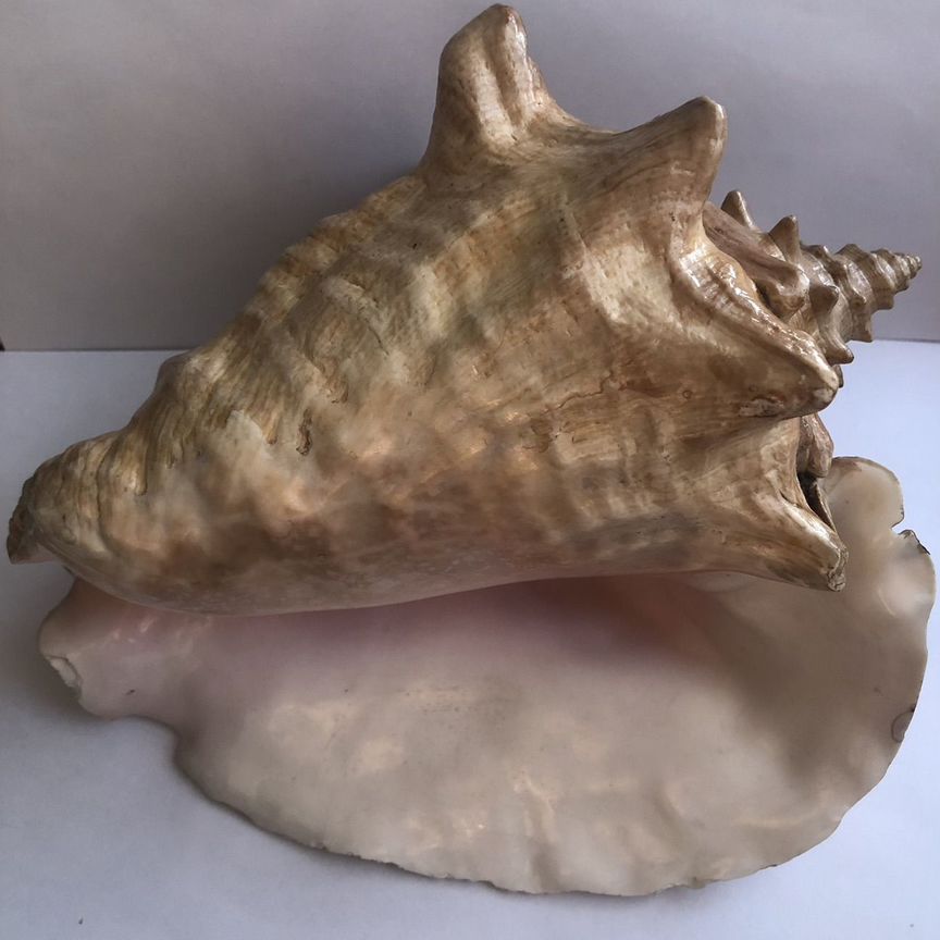Ракушка морская большая