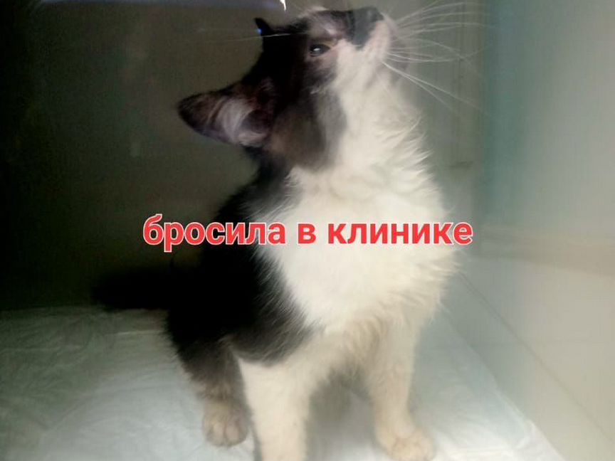 Кошку Сашу бросила куратор, ищем дом