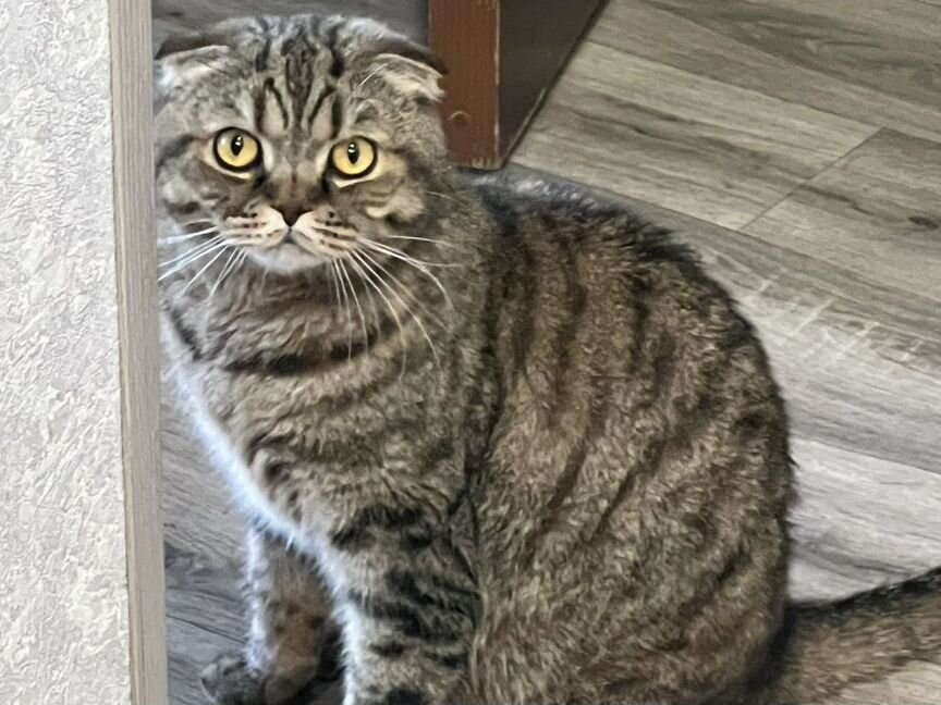 Шотландская вислоухая кот