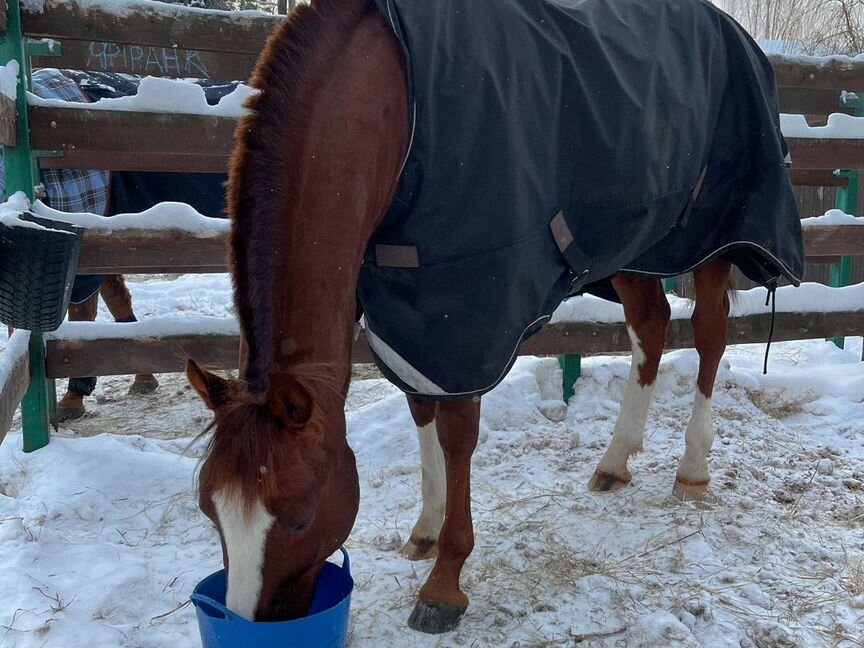 Попона дождевая демисезонная 145см