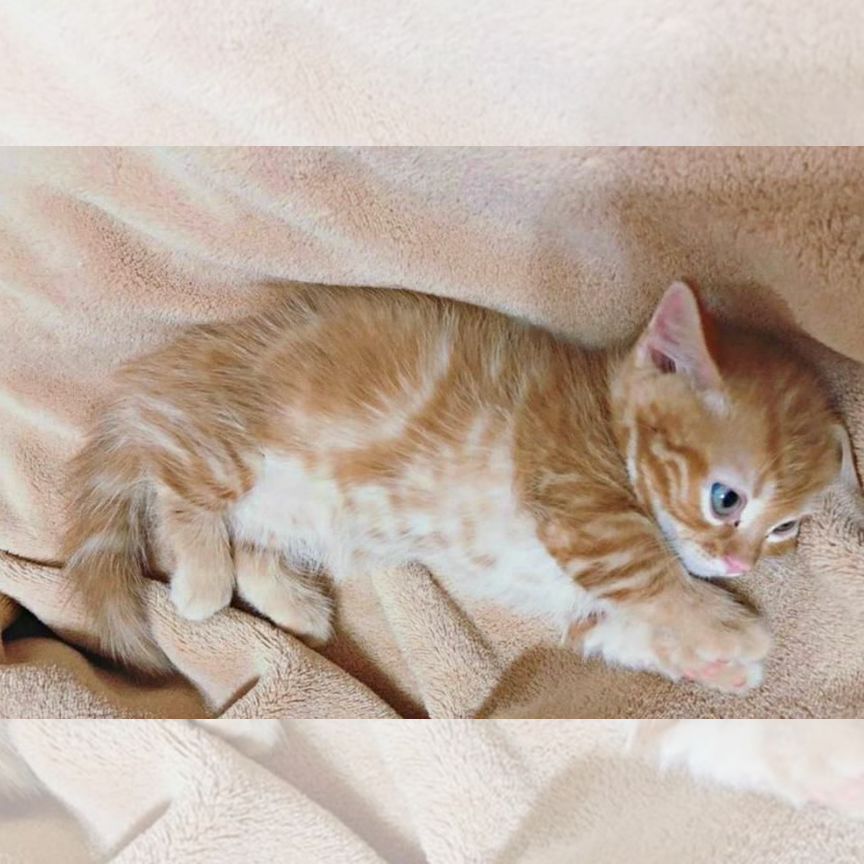 Британский короткошёрстный котёнок