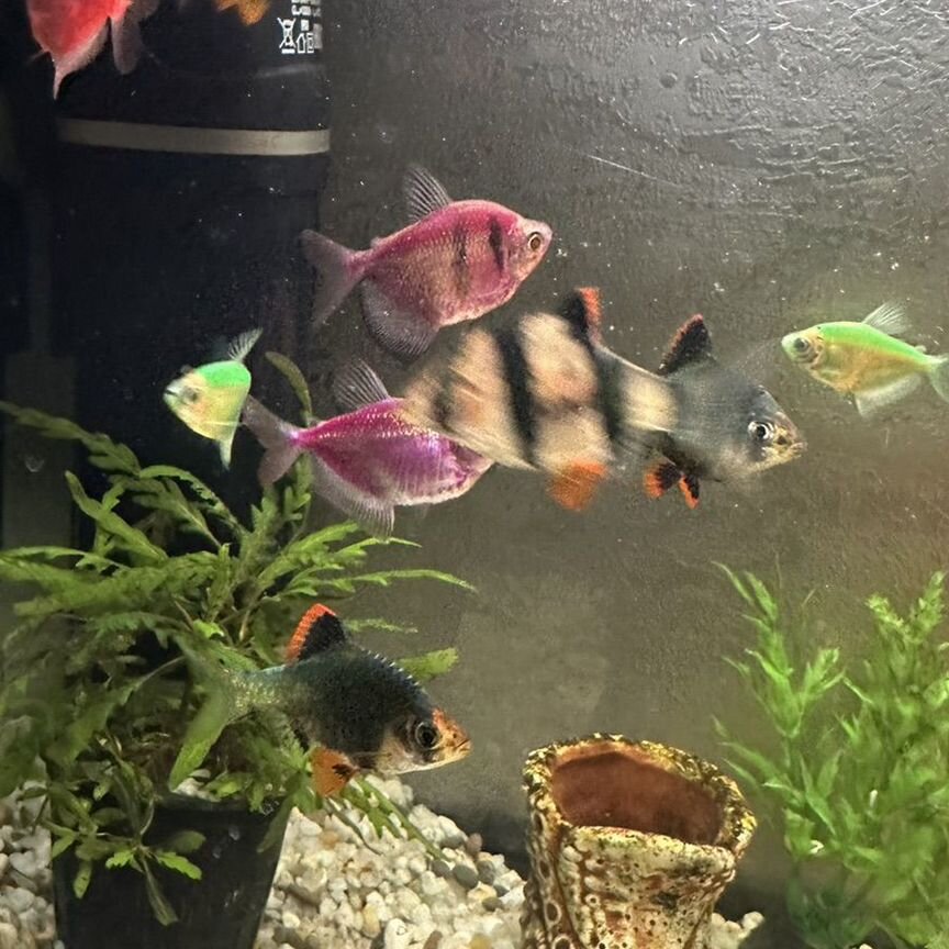 Аквариумные рыбки