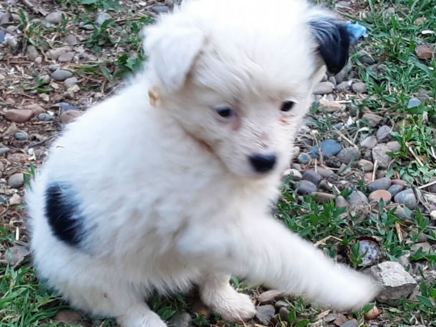 Щенок в добрые руки