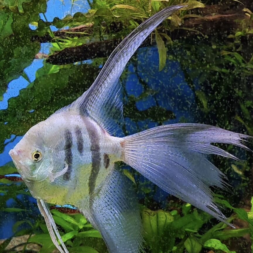 Ищу жену (самку скалярии)