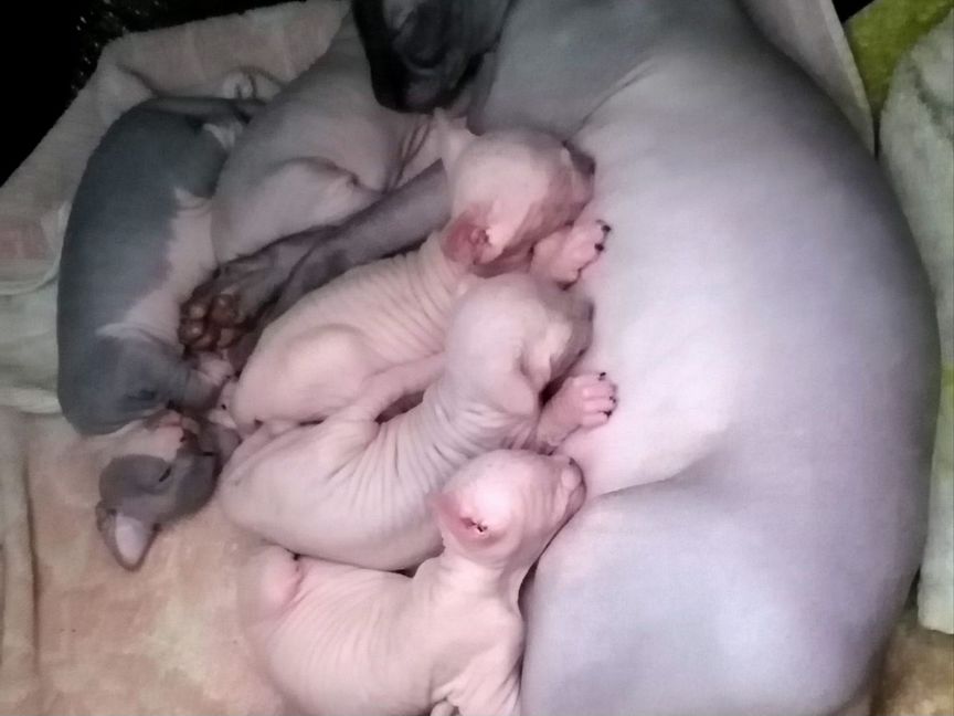 Канадский сфинкс котенок